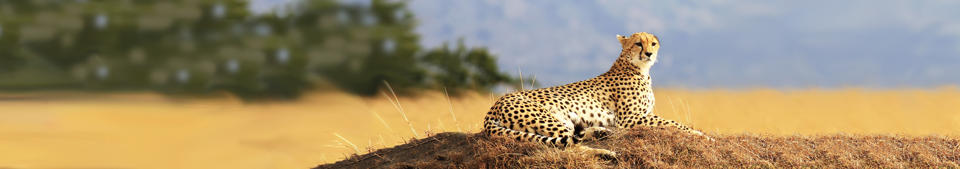 Home - Securetec Detektions-Systeme AG